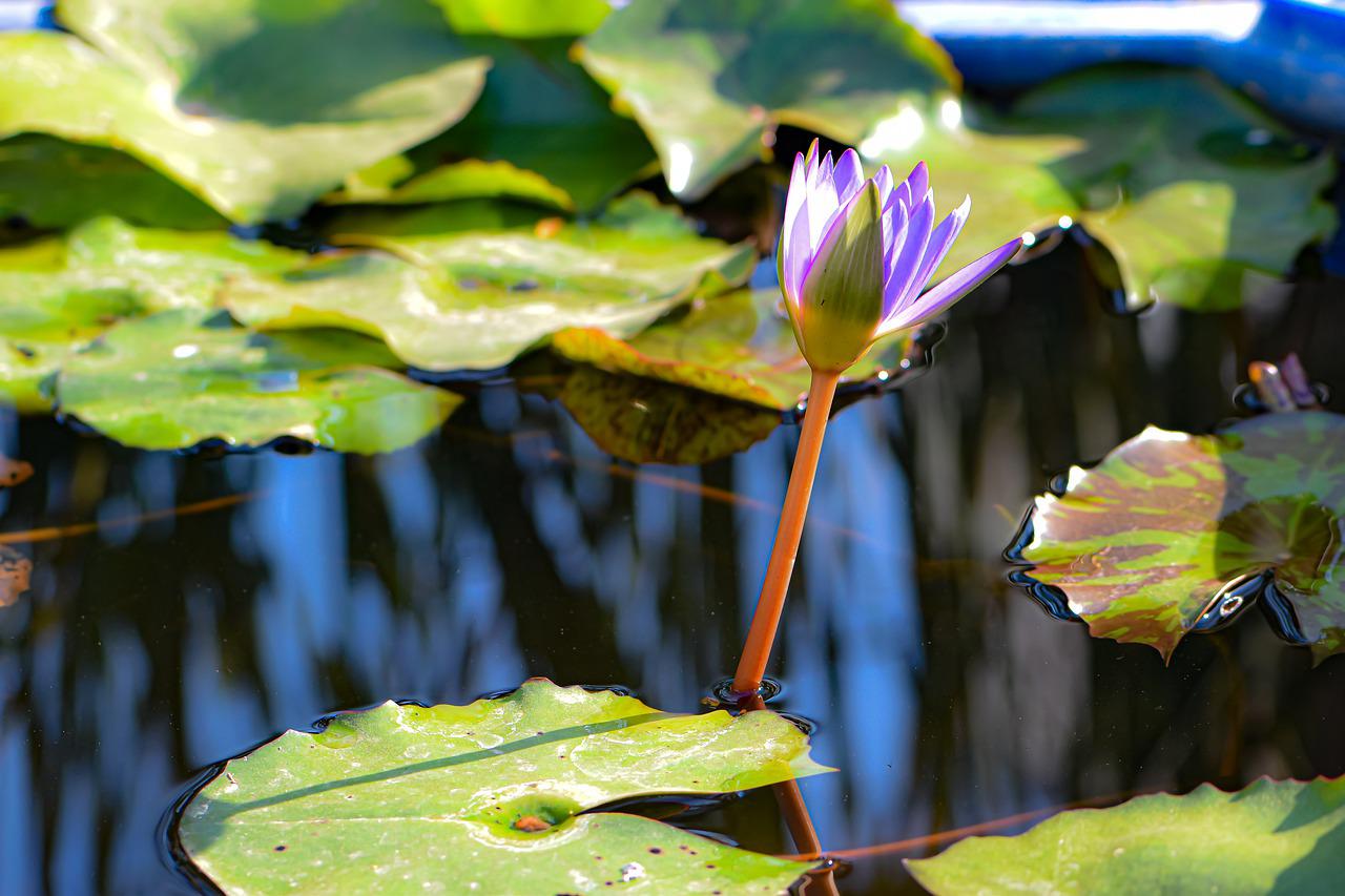 Co to jest lustro wody w budownictwie? - Edukacyjna baza wiedzy